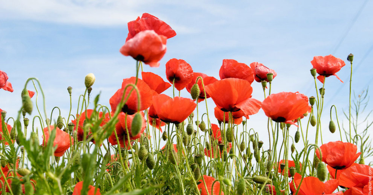 8 травня відзначатимемо День пам'яті та перемоги у Другій світовій ...